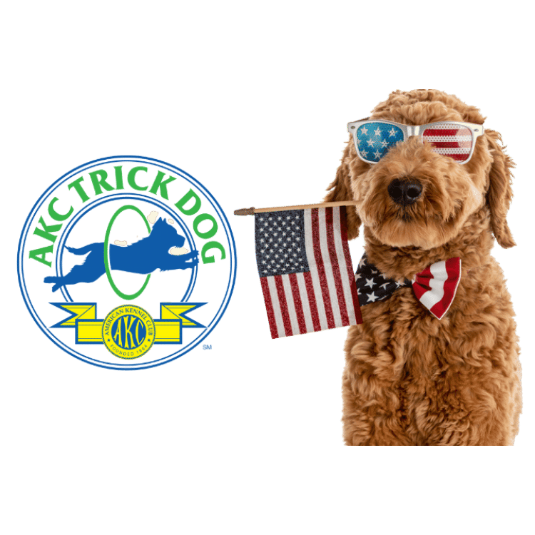 Tricks 2 - AKC Intermediate Title - The Dog Alliance